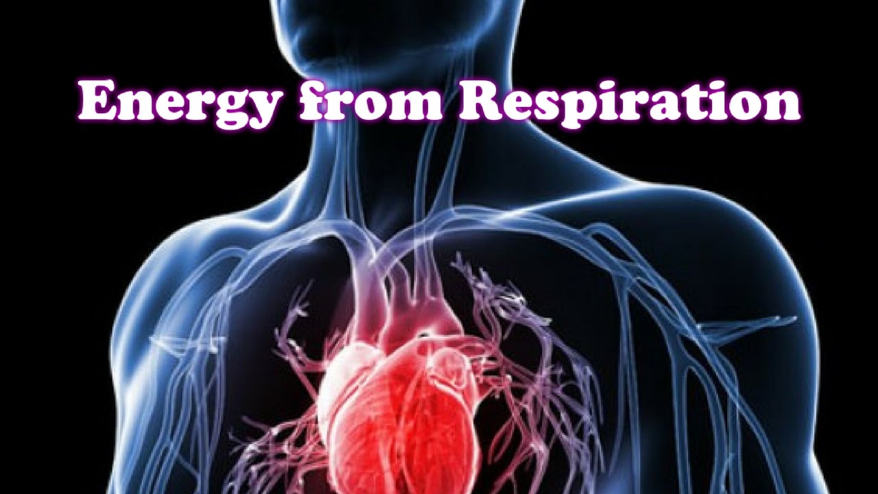 ENERGY FROM RESPIRATION - REVISION - YouTube