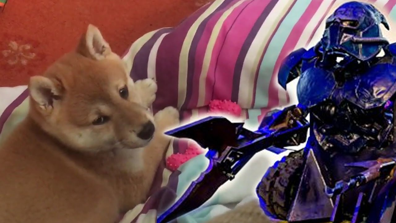 My Shiba Inu Puppy Likes To Watch Robot Wars 😍😂 - YouTube