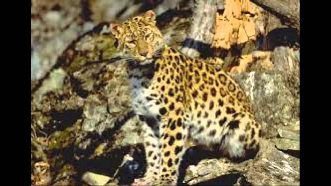 Endangered Species PSA- Amur Leopard - YouTube