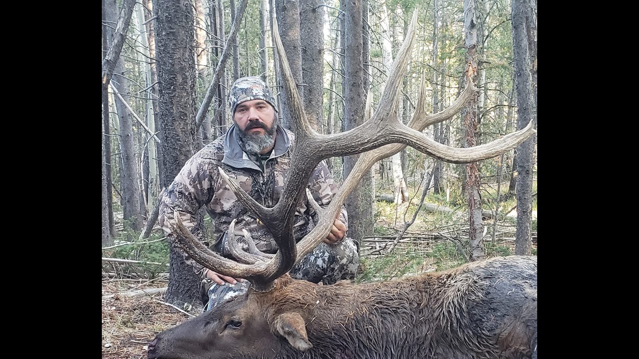 SCREAMING BULLS,and A BIG BULL DROPPED IN HIS TRACKS WITH A BOW! - YouTube