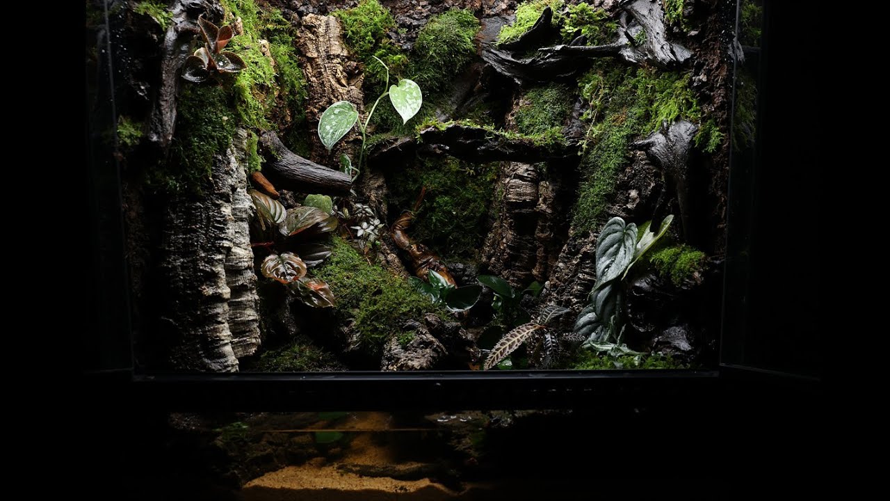 Cork Forest Paludarium 코르크 숲 팔루다리움 | Making a paludarium | 600*450*600 ...