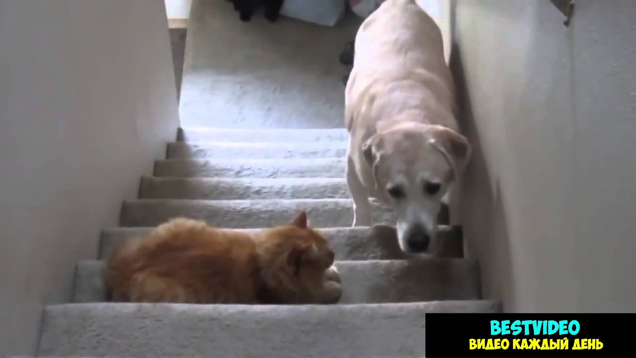 Коты обижают собак \ Cats scoff at dogs - YouTube
