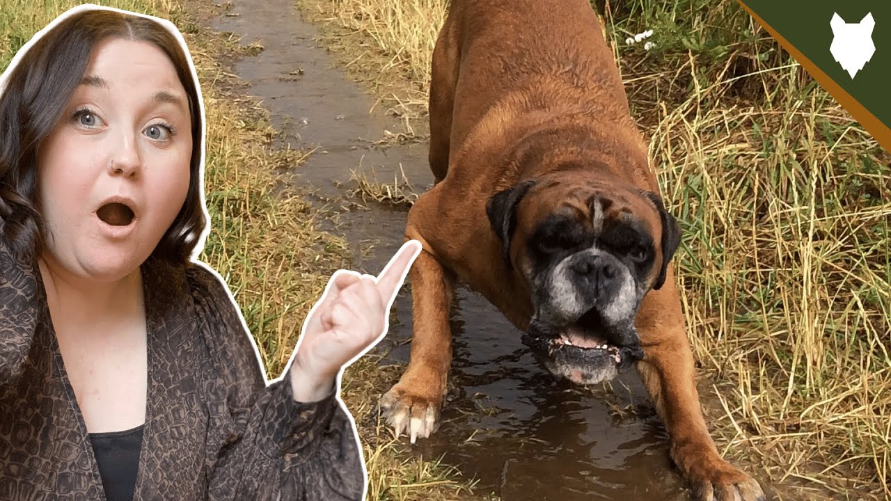 DO BOXER BARK ALOT? - YouTube