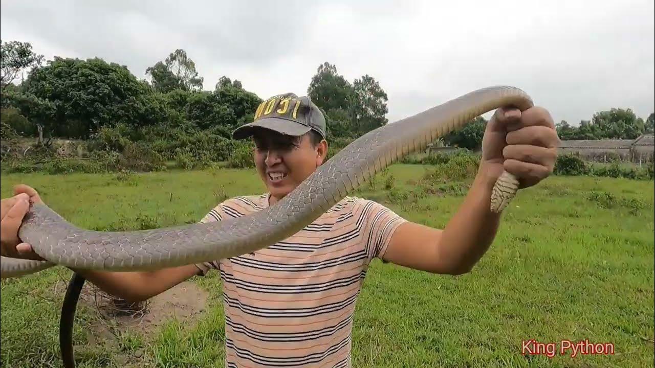 KING PYTHON92 | Brave Pitbull and Hunter Confront 2 Ferocious Snakes ...