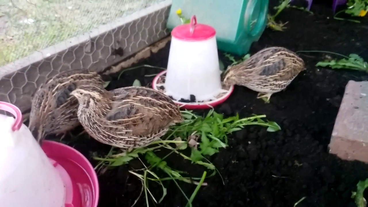Coturnix Quail Got A Coop Makeover - YouTube