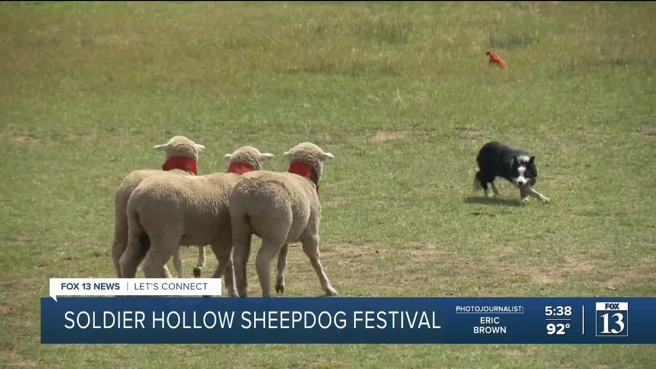 A look at world-renowned Soldier Hollow sheepdog competition - YouTube