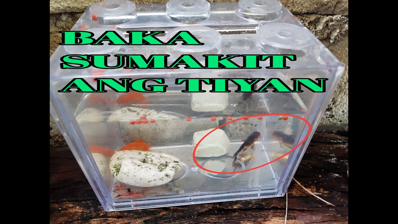 Matamlay Ang Alagang Kung Isda - YouTube