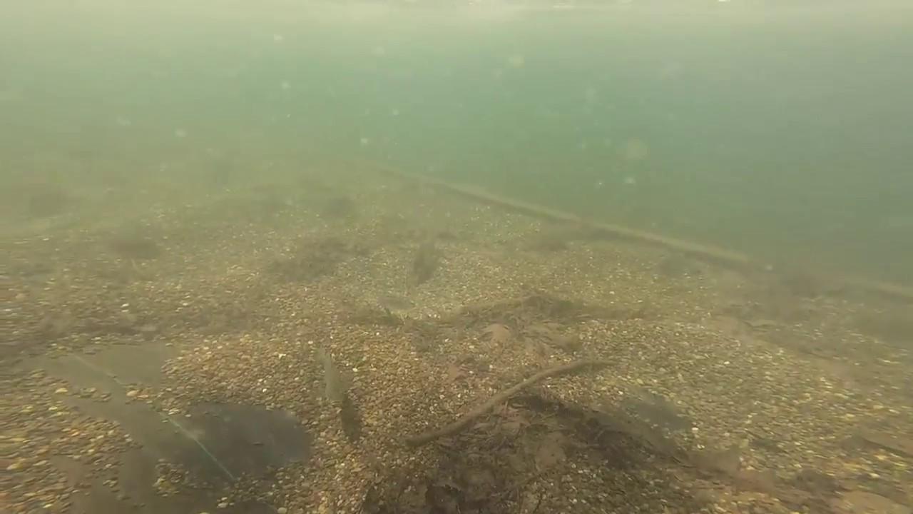 Underwater Bed Fishing For Bluegill - YouTube