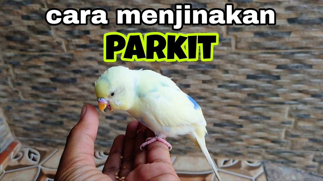 CARA CEPAT MENJINAKKAN BURUNG PARKIT | PARKIT JINAK | PARKIT GACOR ...