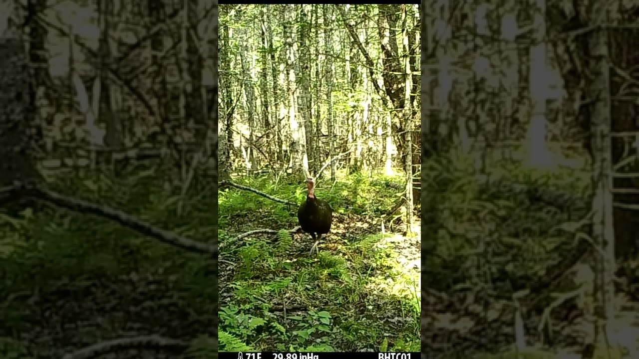 turkey hiding in Woods - YouTube