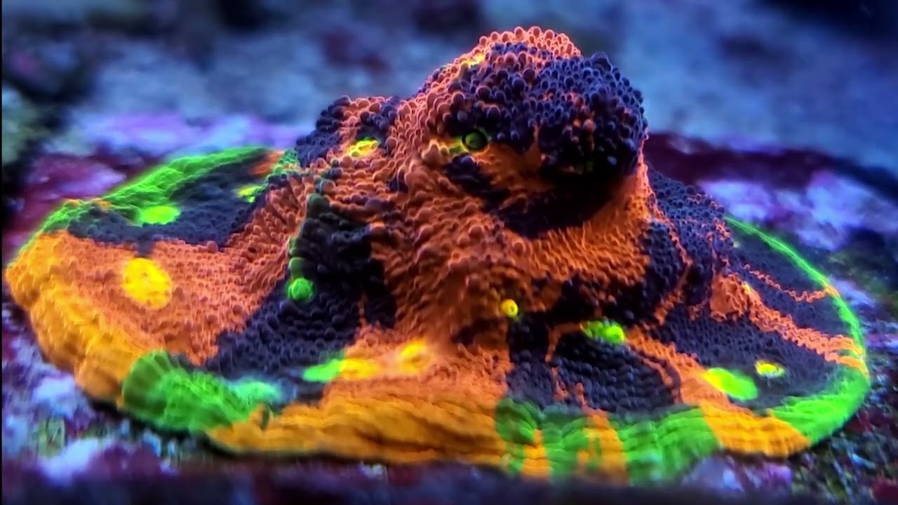 Local Fish Store Highlight - Exotic Aquariums - YouTube