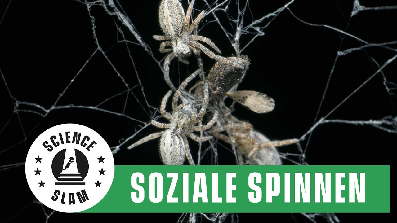 Biochemie: Soziale Spinnen für neue Antibiotika erforschen (Alexander ...