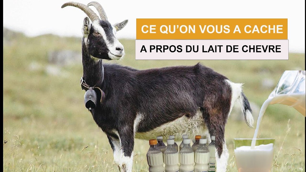 ON NOUS A TOUJOURS MENTI SUR LA CONSOMMATION DES CHEVRES_#27# - YouTube