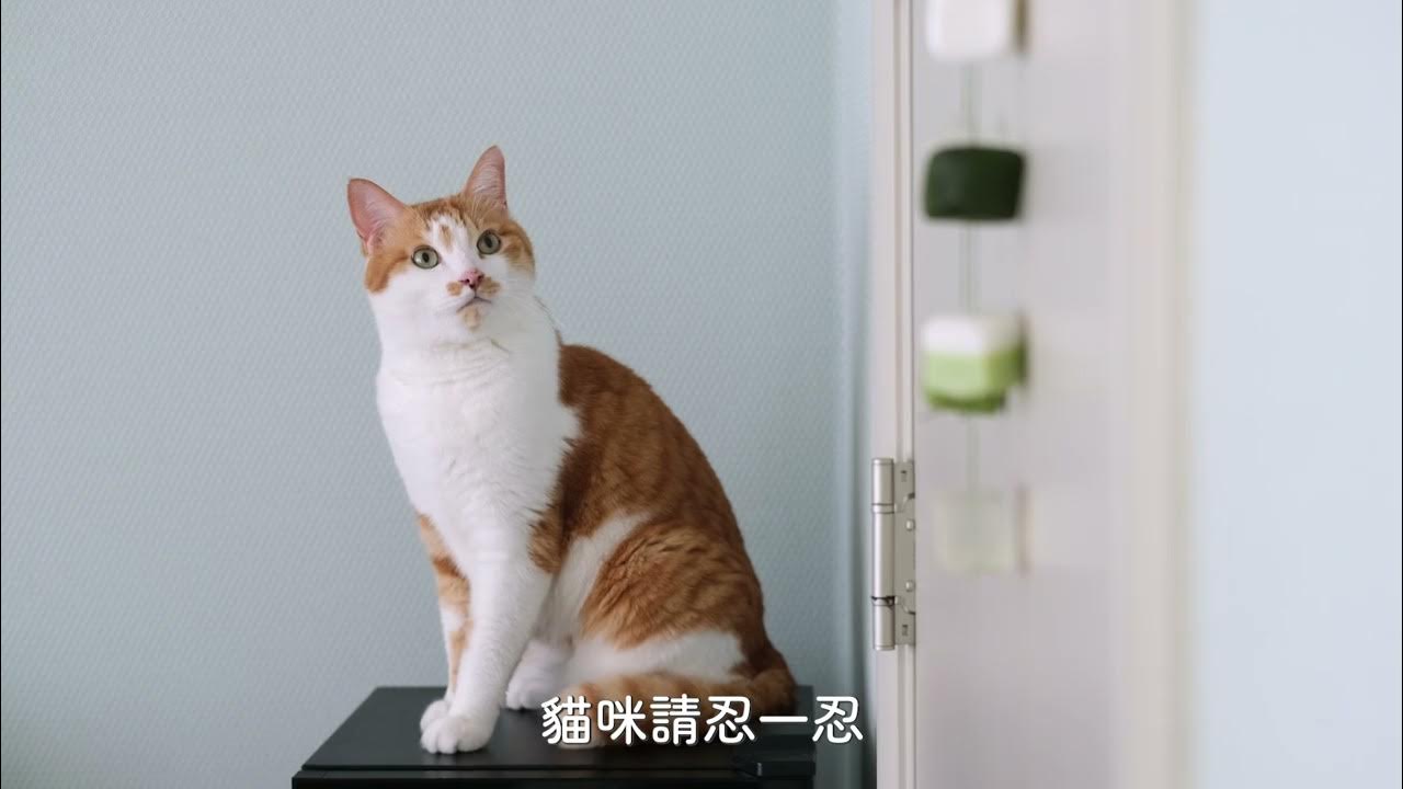 Gororong 貓薄荷固體芳香劑 (Catnip Solid air fresheners DIY) - YouTube