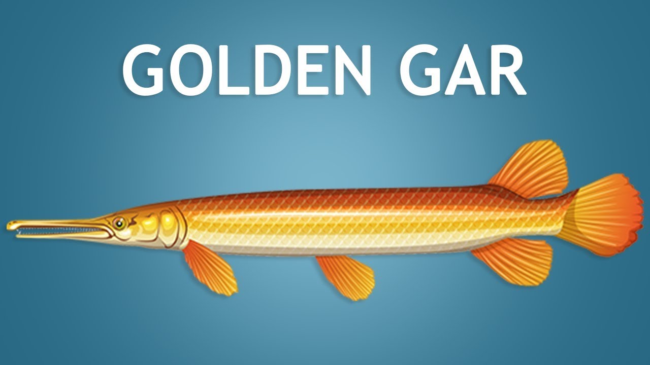 Elltharis - GOLDEN GAR (5★) - YouTube