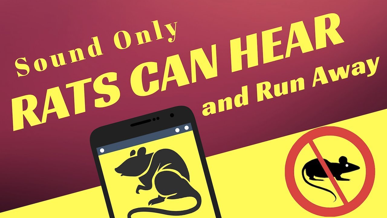Sound Only Rats Can Hear & Run Away - YouTube