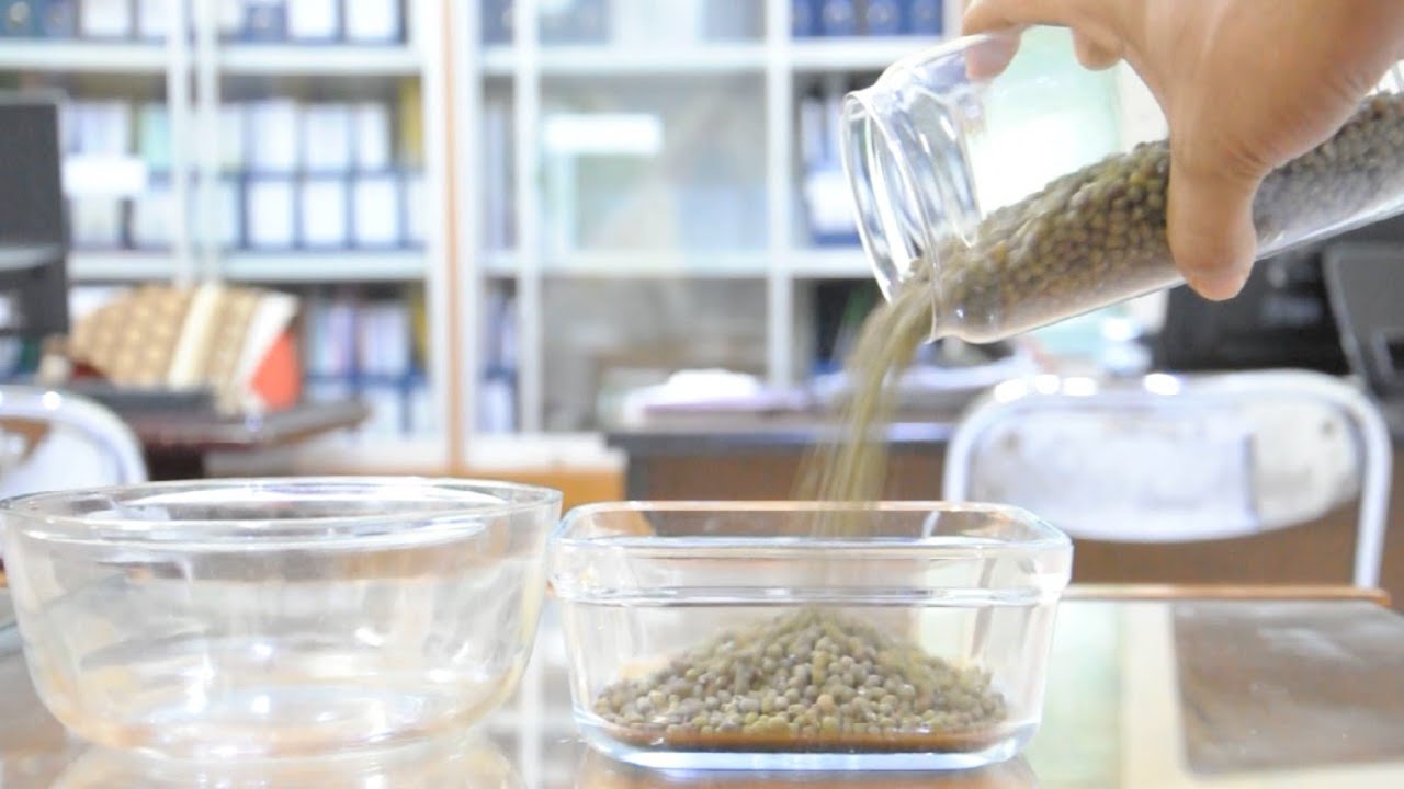 ASMR Mung Bean - Experiment Video Make Your day Amazing - YouTube