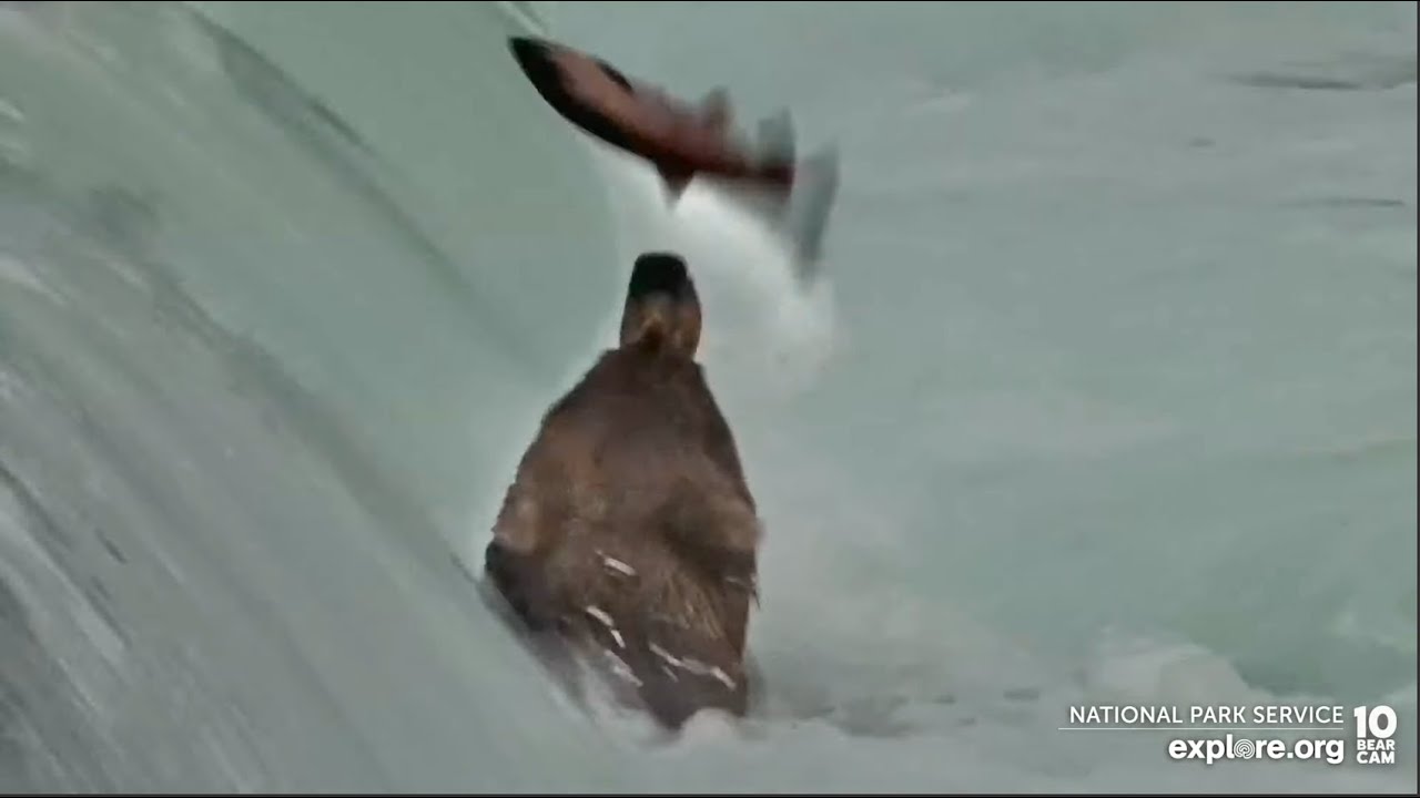 BF Bucky 164 slide, turn and a catch in the falls 08252022 - YouTube