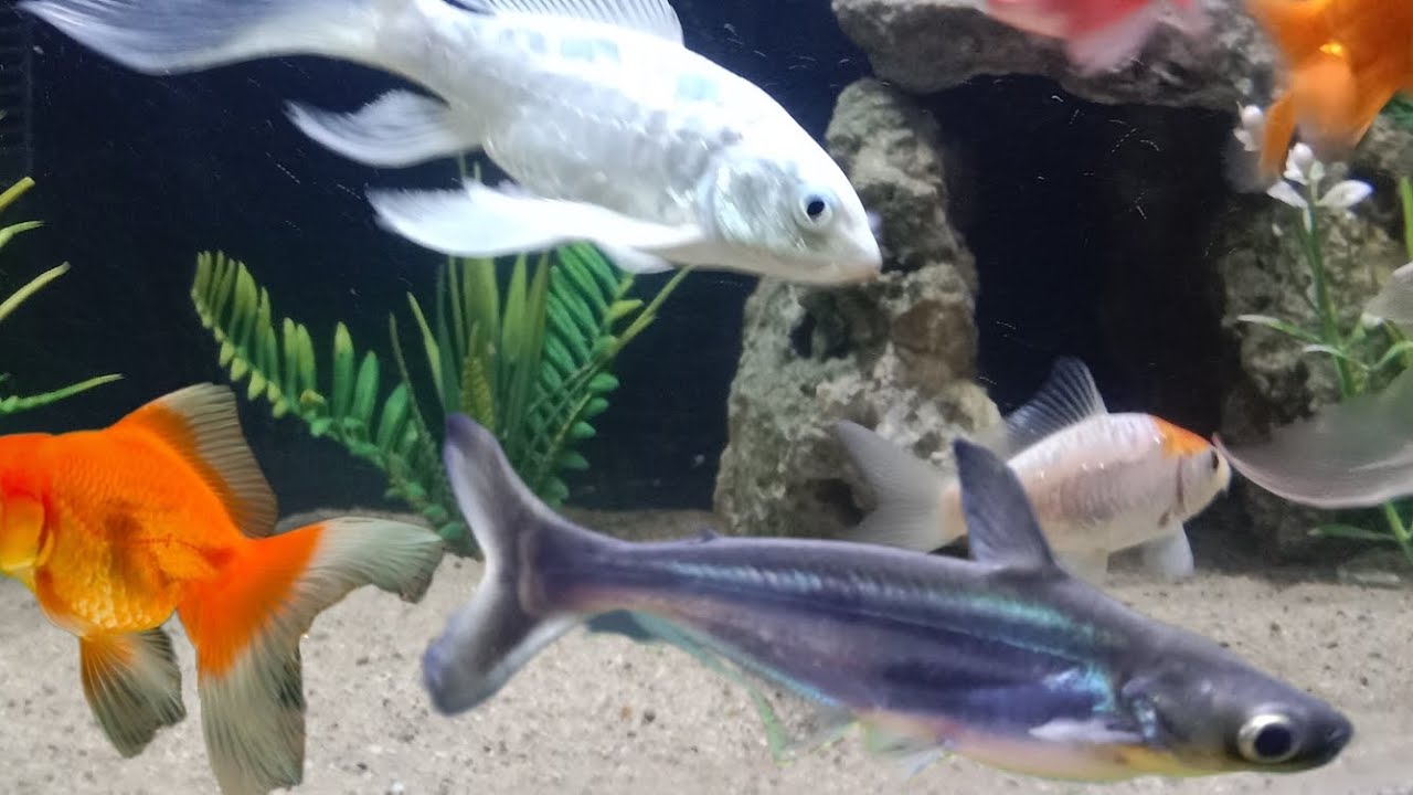 Aquarium koi Shark gold Angel fish - YouTube