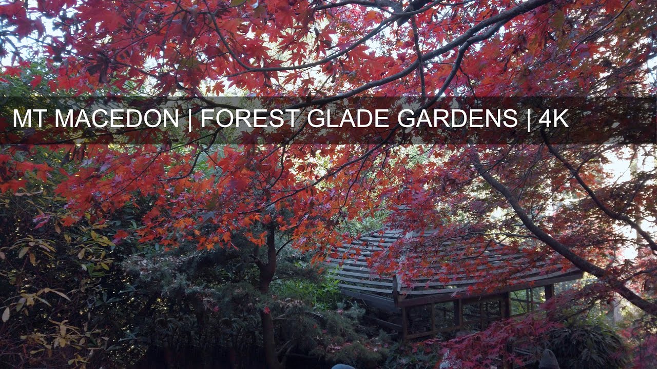 Melbourne to Mt Macedon Drive | Forest Glade Gardens | Honour Avenue ...