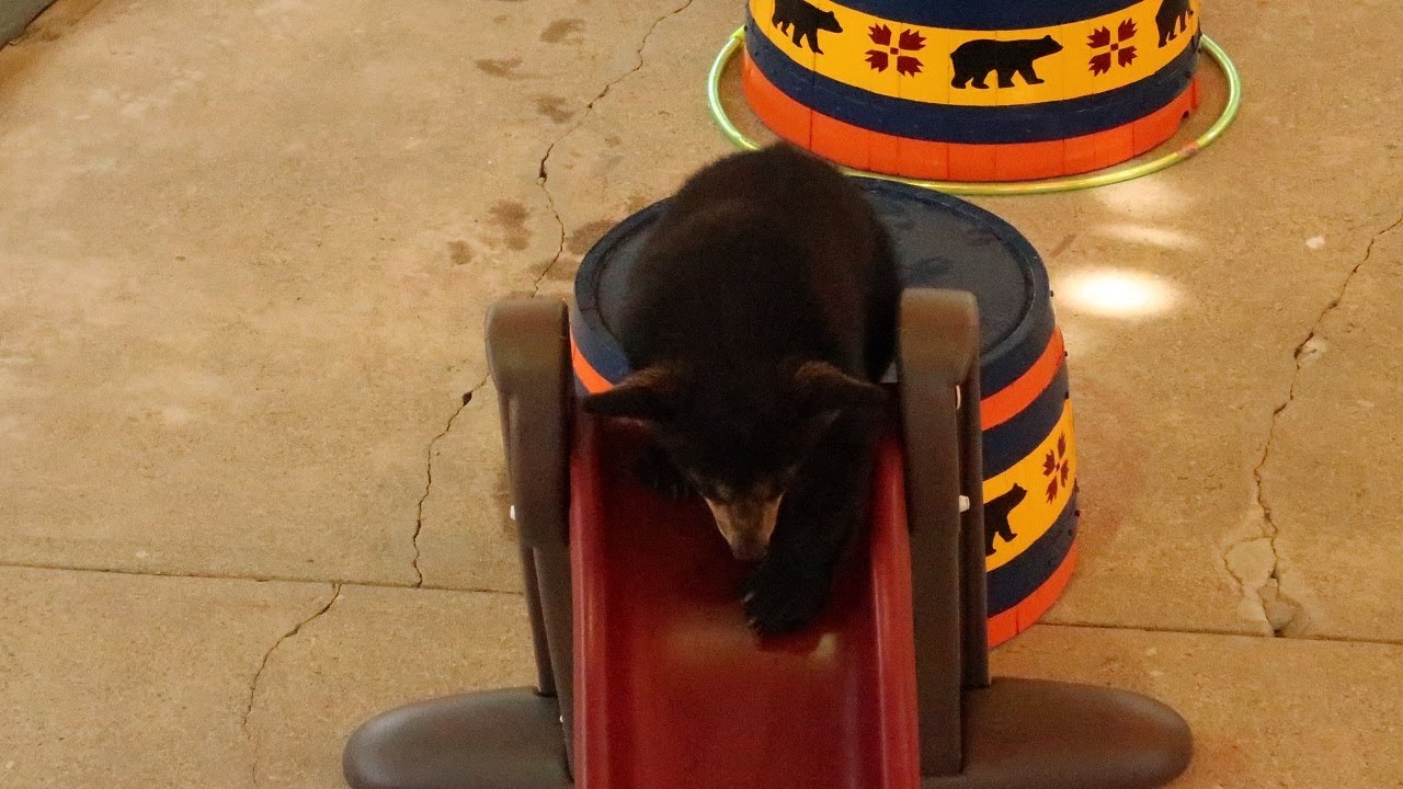 Clarks Bear Show - YouTube