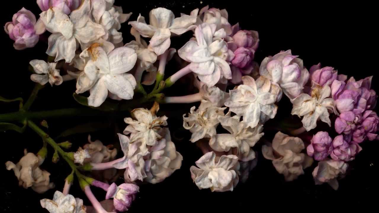 Lilac / Syringa sp - YouTube