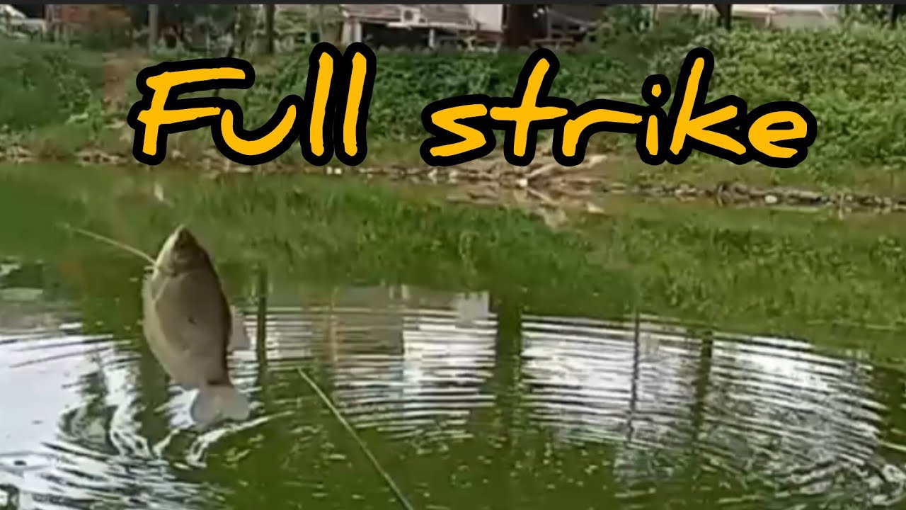 FULL STRIKE MANCING SEPAT - YouTube