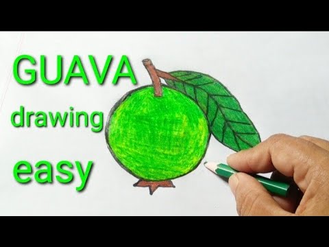 how to draw a guava very easy #art #guava drawing সহজ পদ্ধতিতে পেয়ারা ...