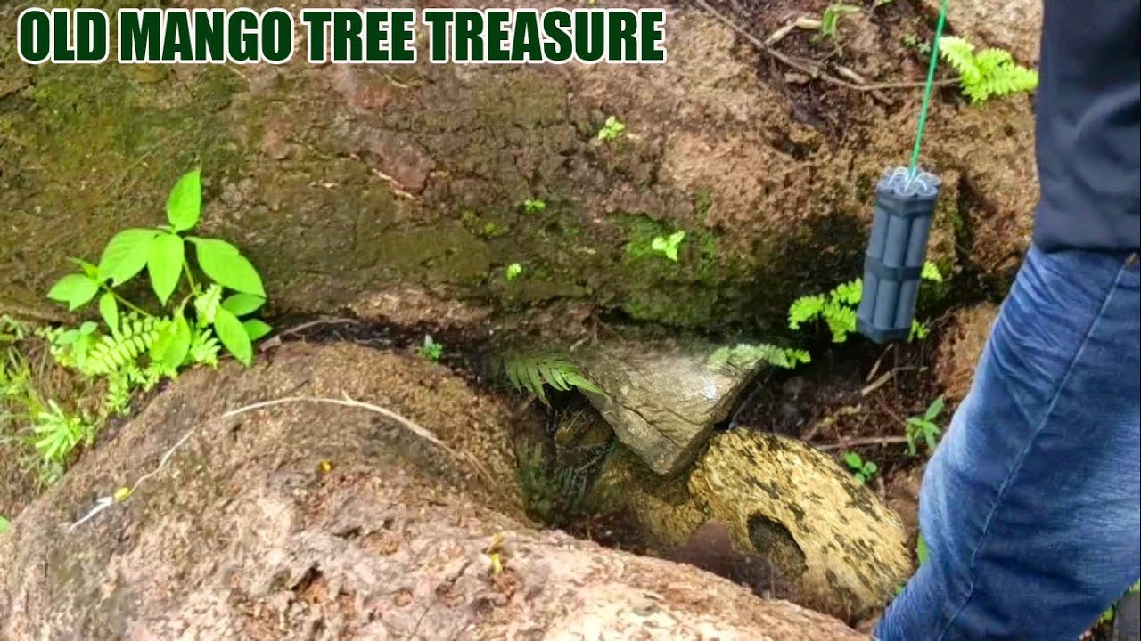 TREASURE SA OLD CENTURY MANGO POSITIVE PERO MALAYO ANG ITEM. - YouTube