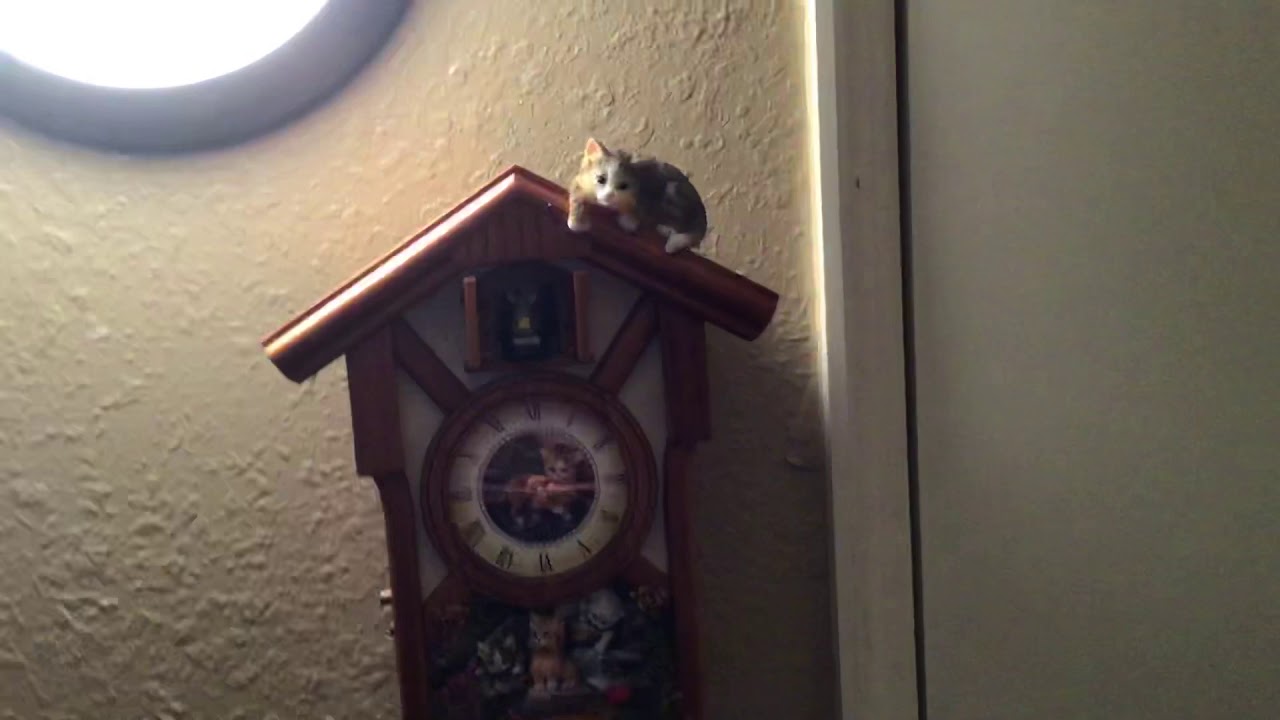 happy tails cuckoo clock - YouTube