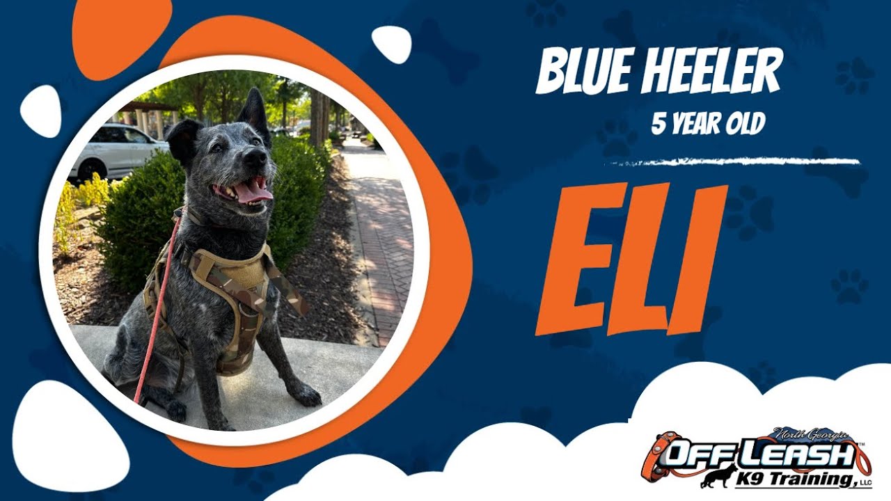 Eli the Blue Heeler’s Aggression Training | 2 Week Transformation at ...