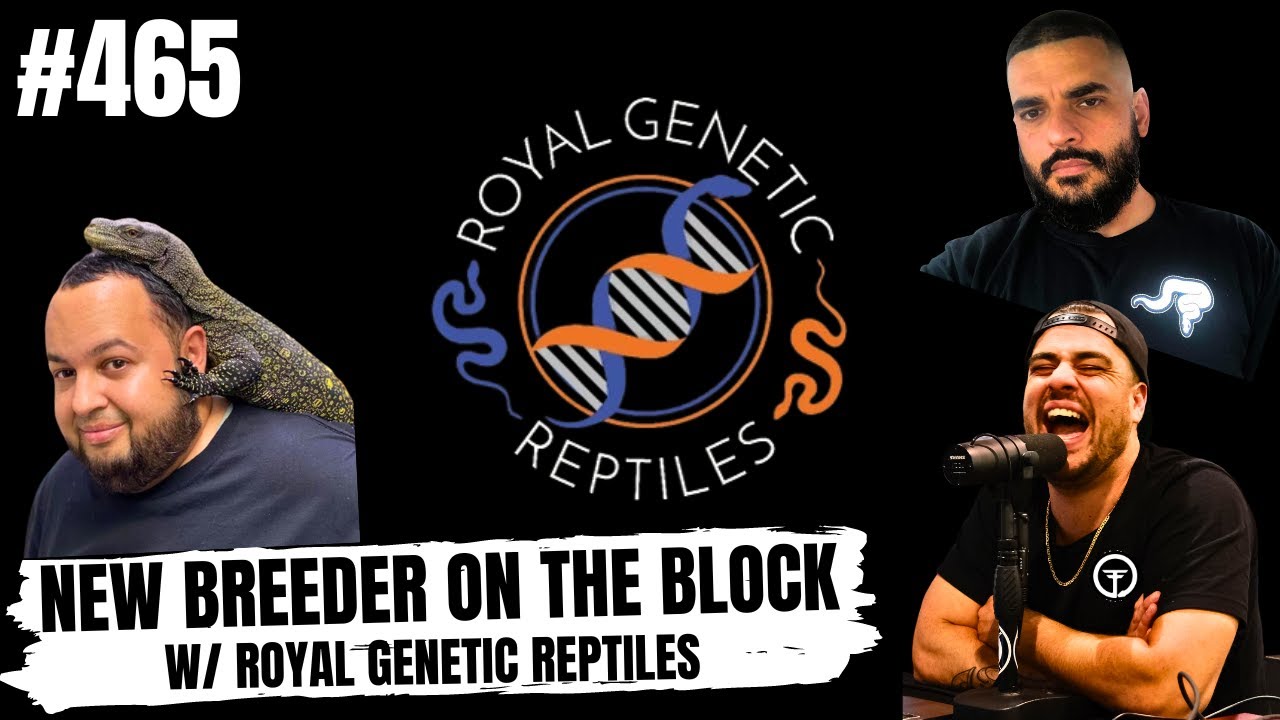 Kenny Aponte describes the HOTTEST Ball Pythons right now in Puerto ...