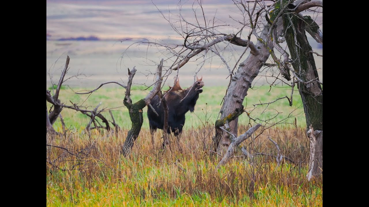 New changes to Alberta Draw system - YouTube
