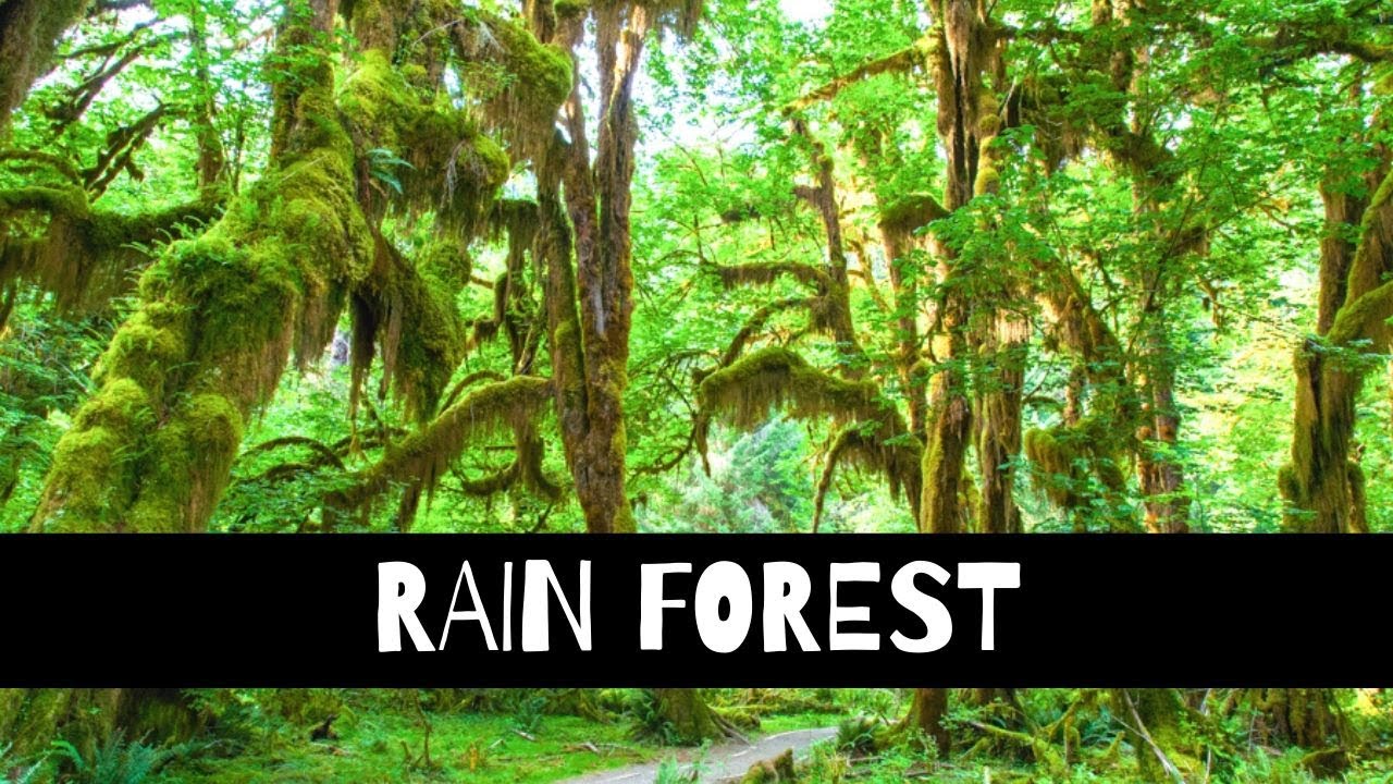 Rainforest sound, forest day, natural Sounds for Sleep, Insomnia ...