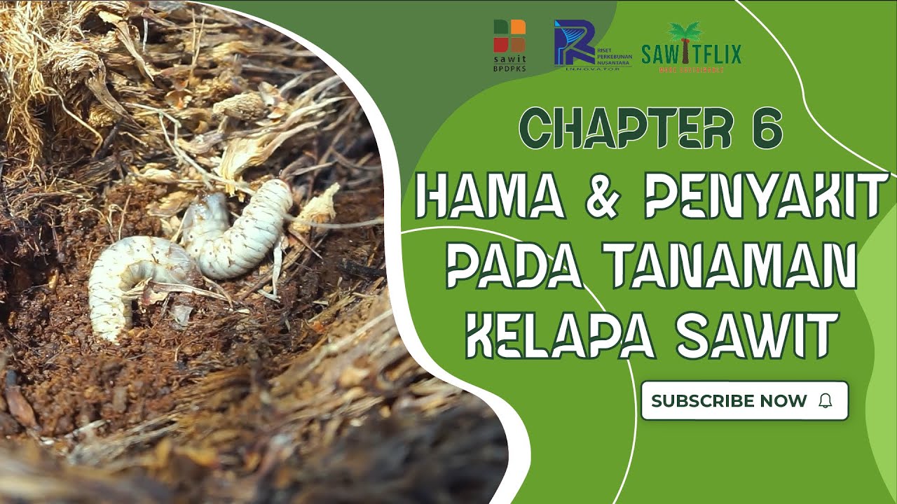 Sawitflix Chapter 6 : Hama dan Penyakit pada Tanaman Kelapa Sawit - YouTube