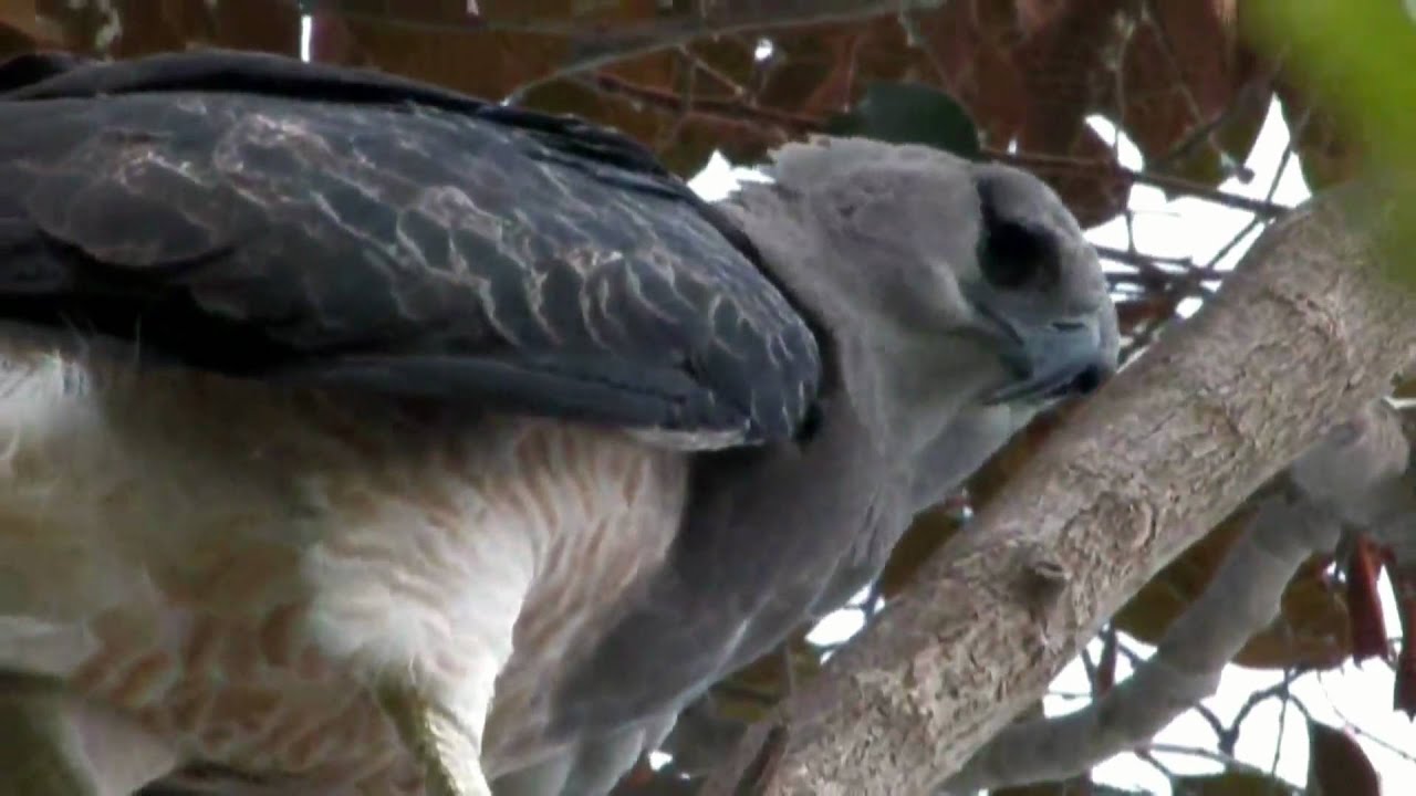 The Wild Life In Amazon - YouTube