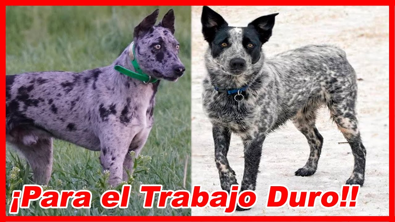 CONOZCA dos nuevas razas que CAMBIARAN la forma de Pastorear - YouTube