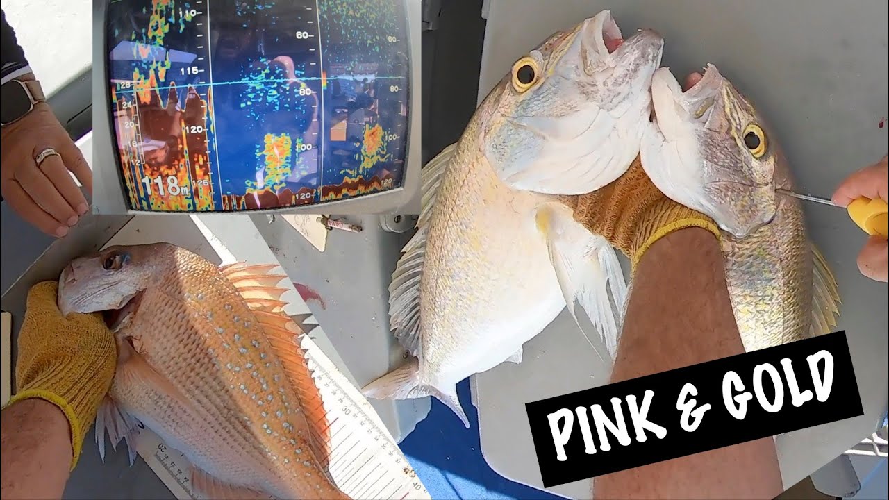 GOLDBAND & PINK SNAPPER - Fishing Bad Current, Deep Sea Fishing Charter ...