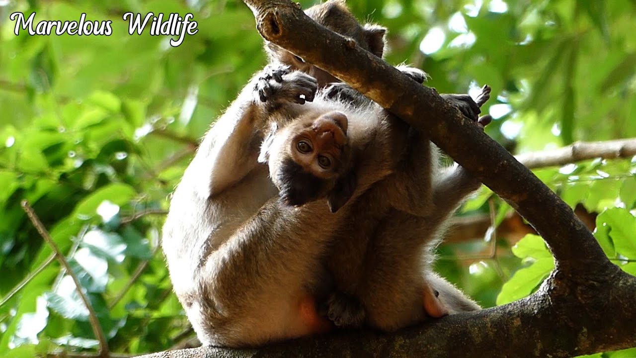 No longer present of Nala monkey, Still now presence mother Nanda ...