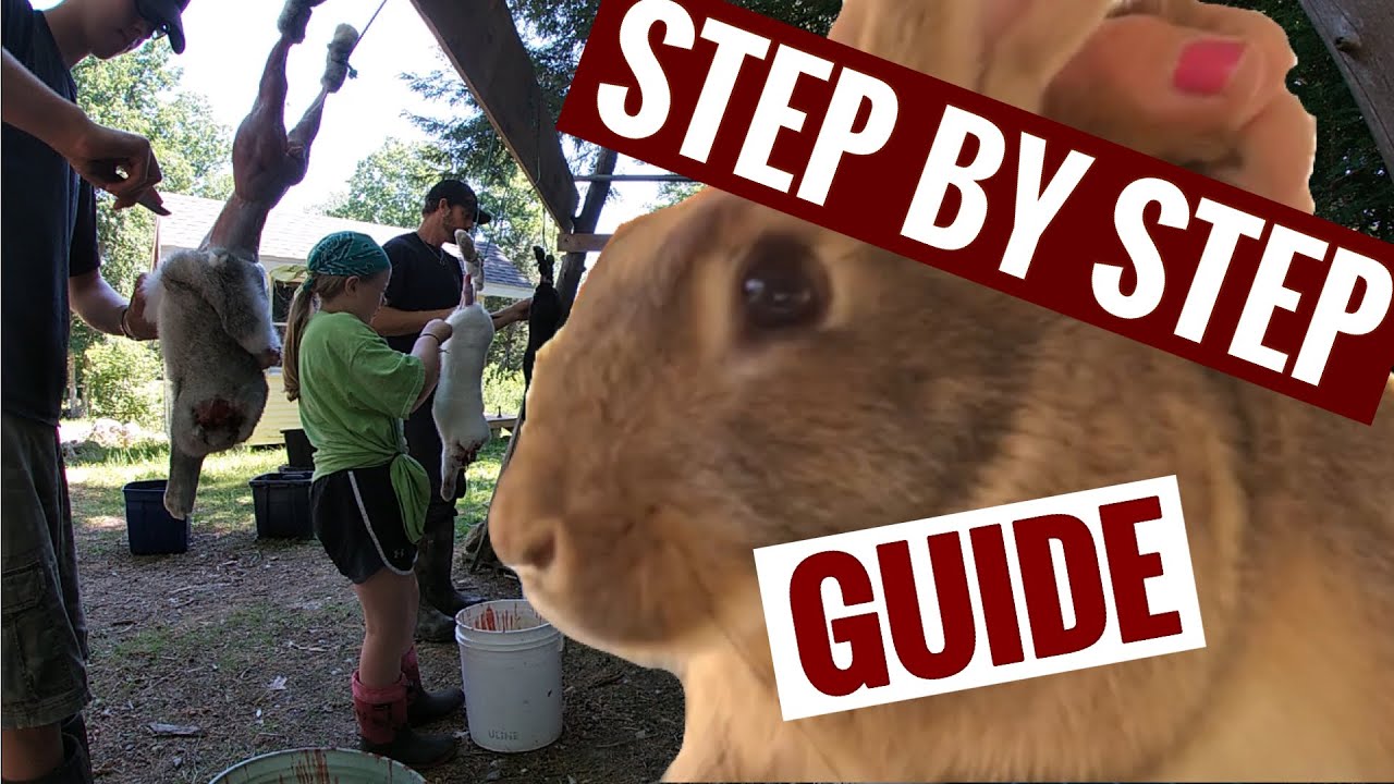 The step by step guide to butchering rabbits 🐰 - YouTube