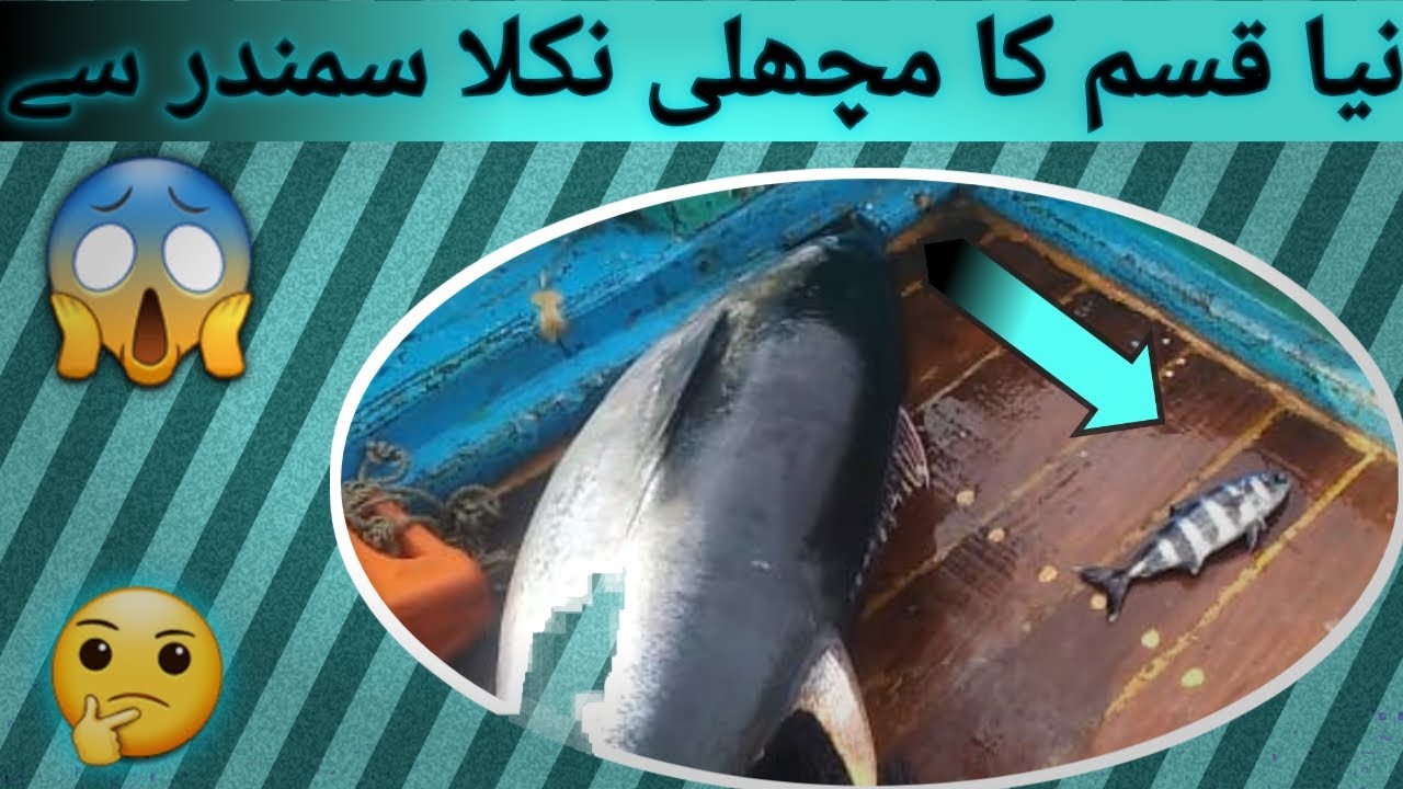 Samandar se naya qesam ka machli nikla||the new type of fish|Mr.fish ...