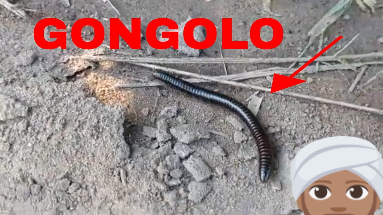 Veja o comportamento do GONGOLO quando ameaçado - YouTube