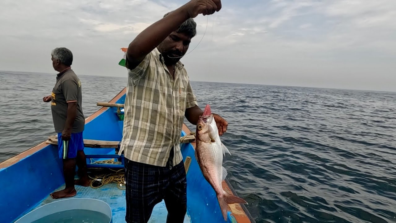 Back to Back Rosy Snapper Caught Using Live Baits - YouTube