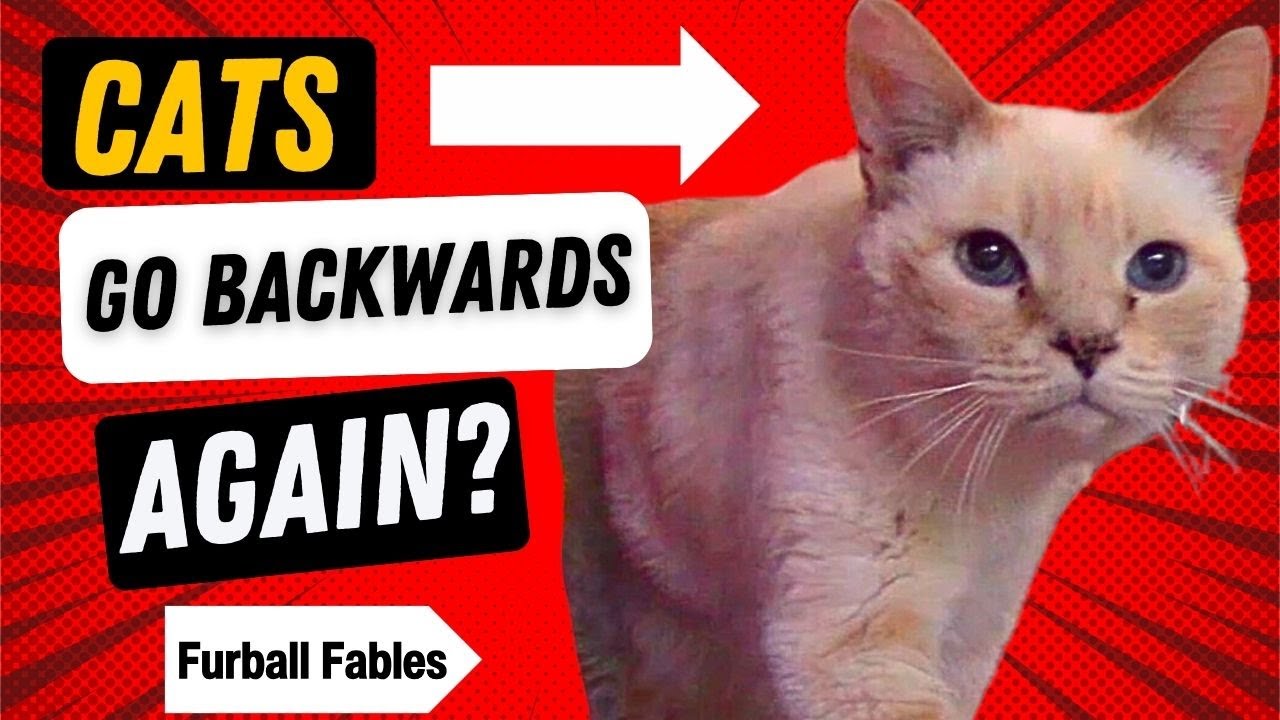 Backwards Day 2024 Cats Look Back! - YouTube