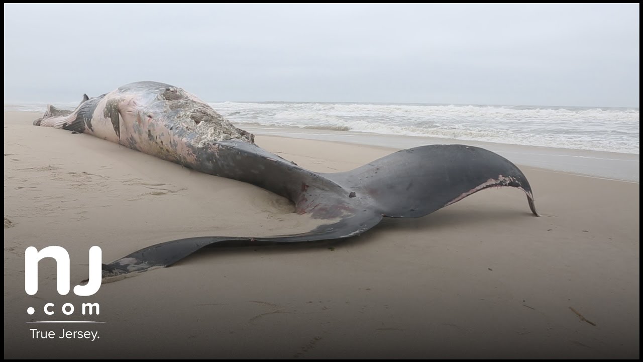 Dead whale washes up on Jersey Shore - YouTube