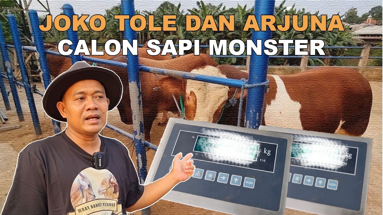 JOKO TOLE DAN ARJUNA SI CALON SAPI MONSTER | SUMBER TERNAK FARM - YouTube