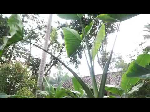 TALAS BENENG PANDEGLANG TEMBUS PASAR LUAR NEGERI. Potensi Talas B - YouTube