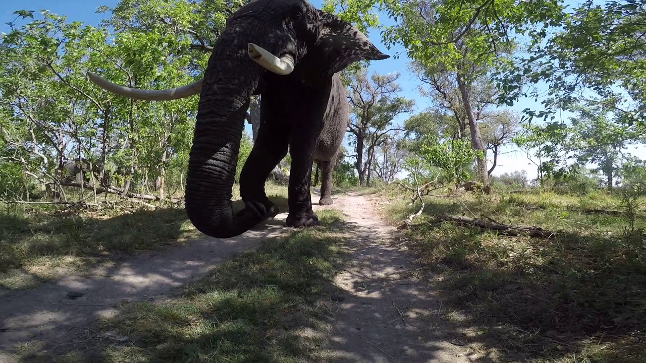 JABU, Elephants in Botswana Sanctuary. LIVING WITH ELEPHANTS FOUNDATION ...