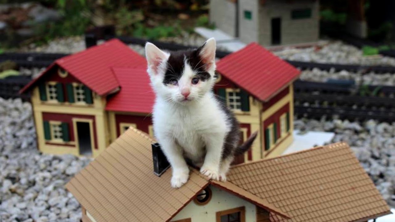 Miracle kittens at Yorkshire Cat Rescue - YouTube