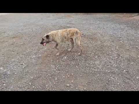 SOKAKTA AÇ KALAN KÖPEĞE ET VERDİM
